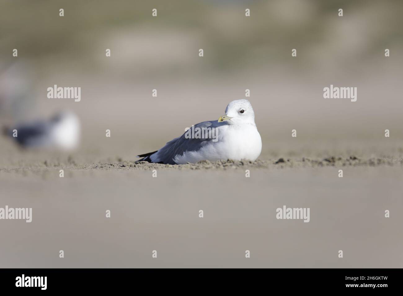 Closeup shot of a cute gull lying on the sand at the beach Stock Photo ...
