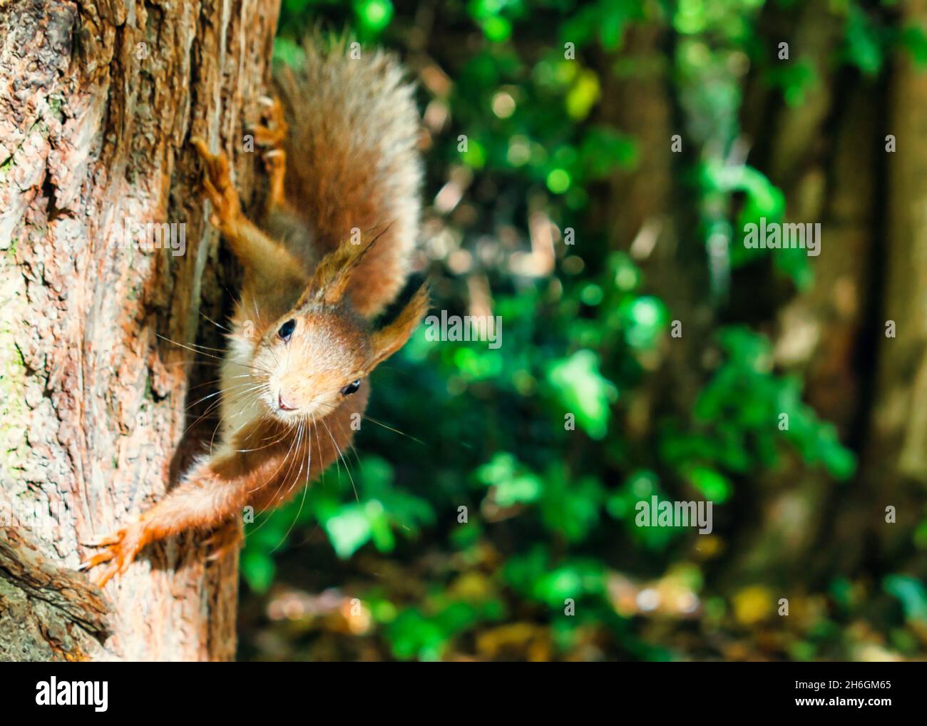 Shallow focus of a Red or common squirrel on a tree trunk in Campo ...
