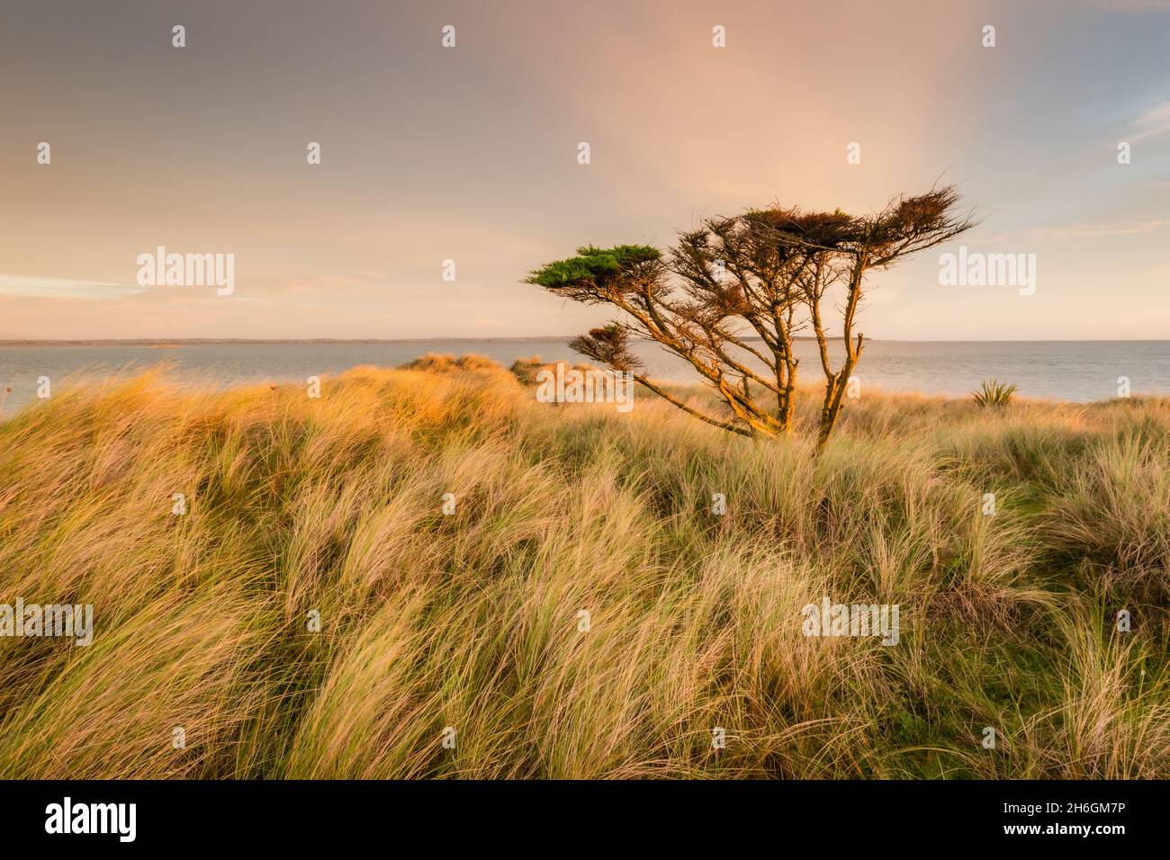 Burrow in trees hi-res stock photography and images - Alamy