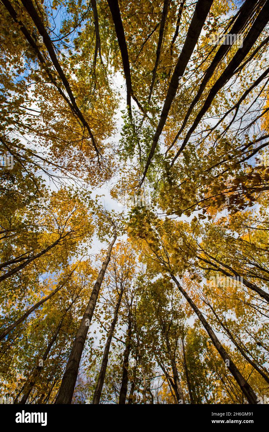 abstract forest in autumn Stock Photo - Alamy
