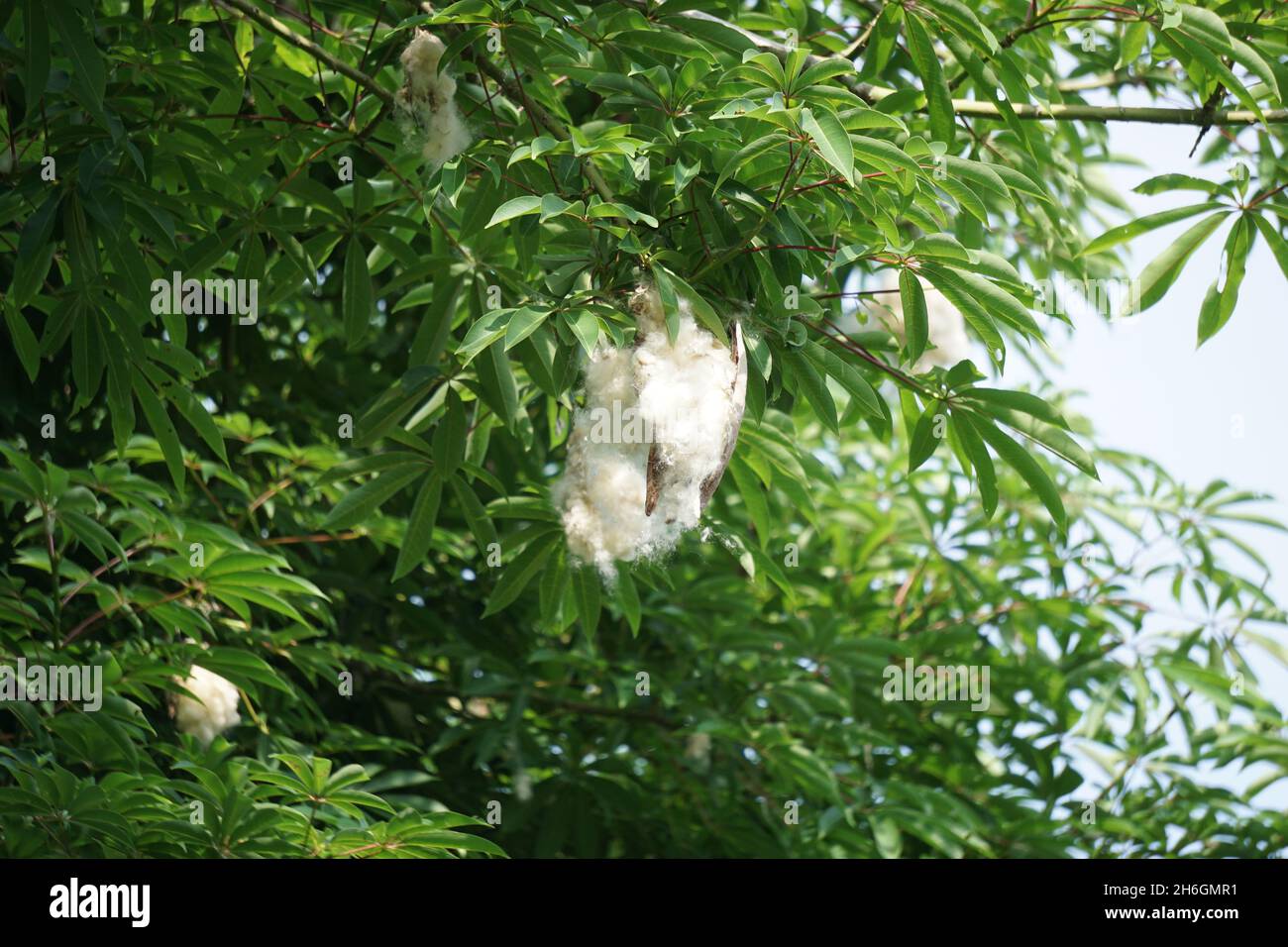 Ceiba pentandra (cotton, Java kapok, silk cotton, samauma) with a ...