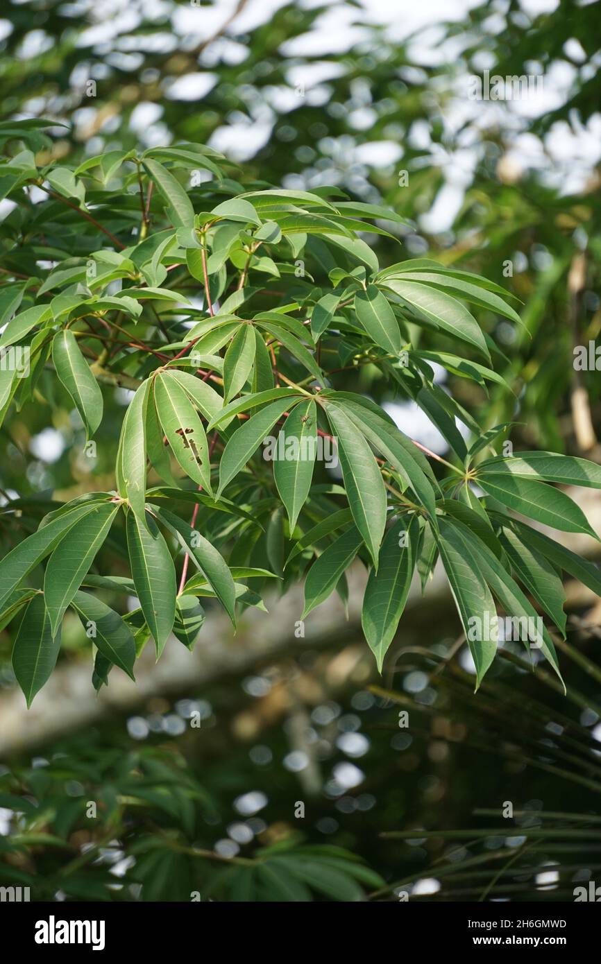 Ceiba pentandra (cotton, Java kapok, silk cotton, samauma) with a ...