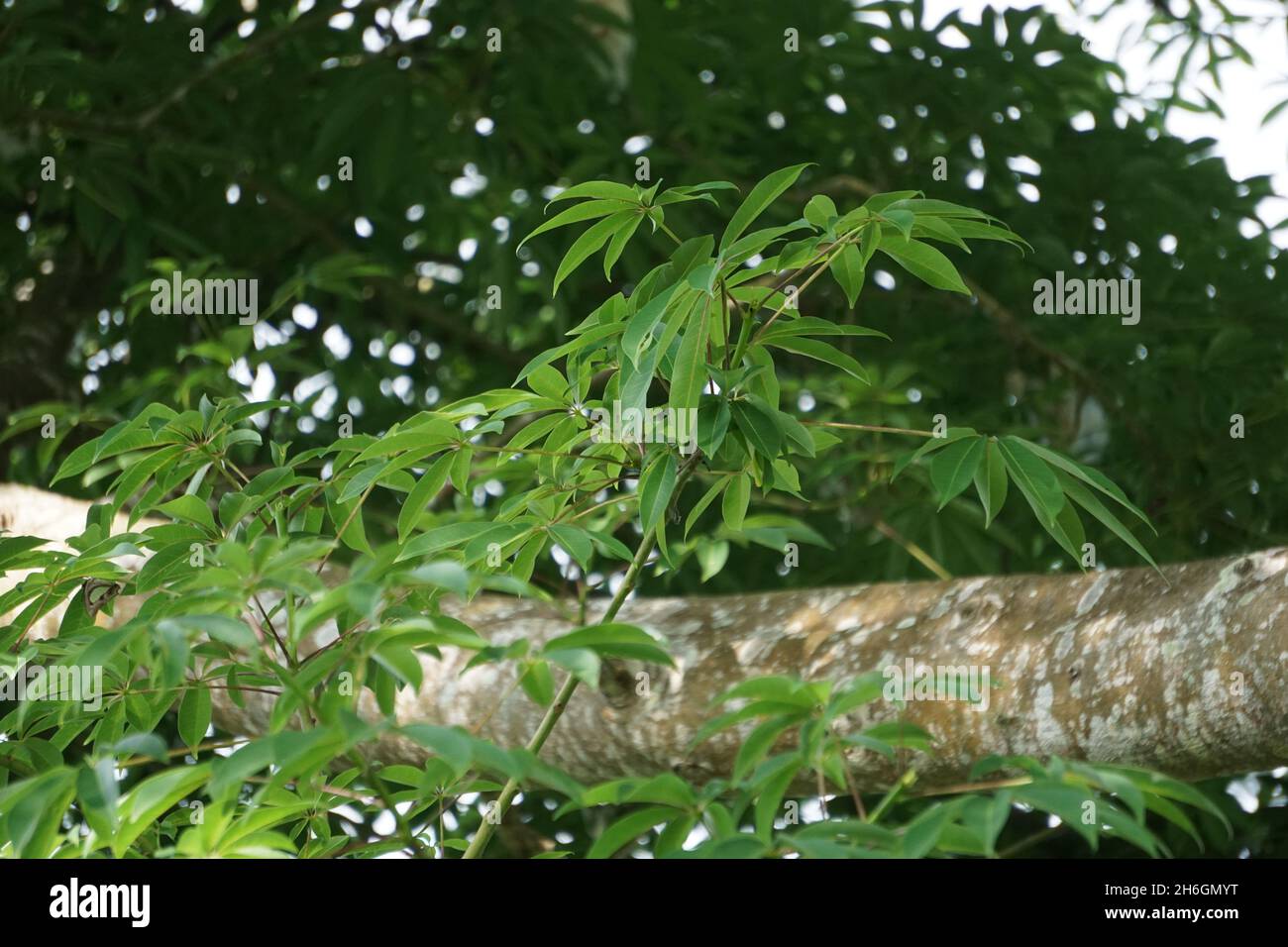 Ceiba pentandra (cotton, Java kapok, silk cotton, samauma) with a ...