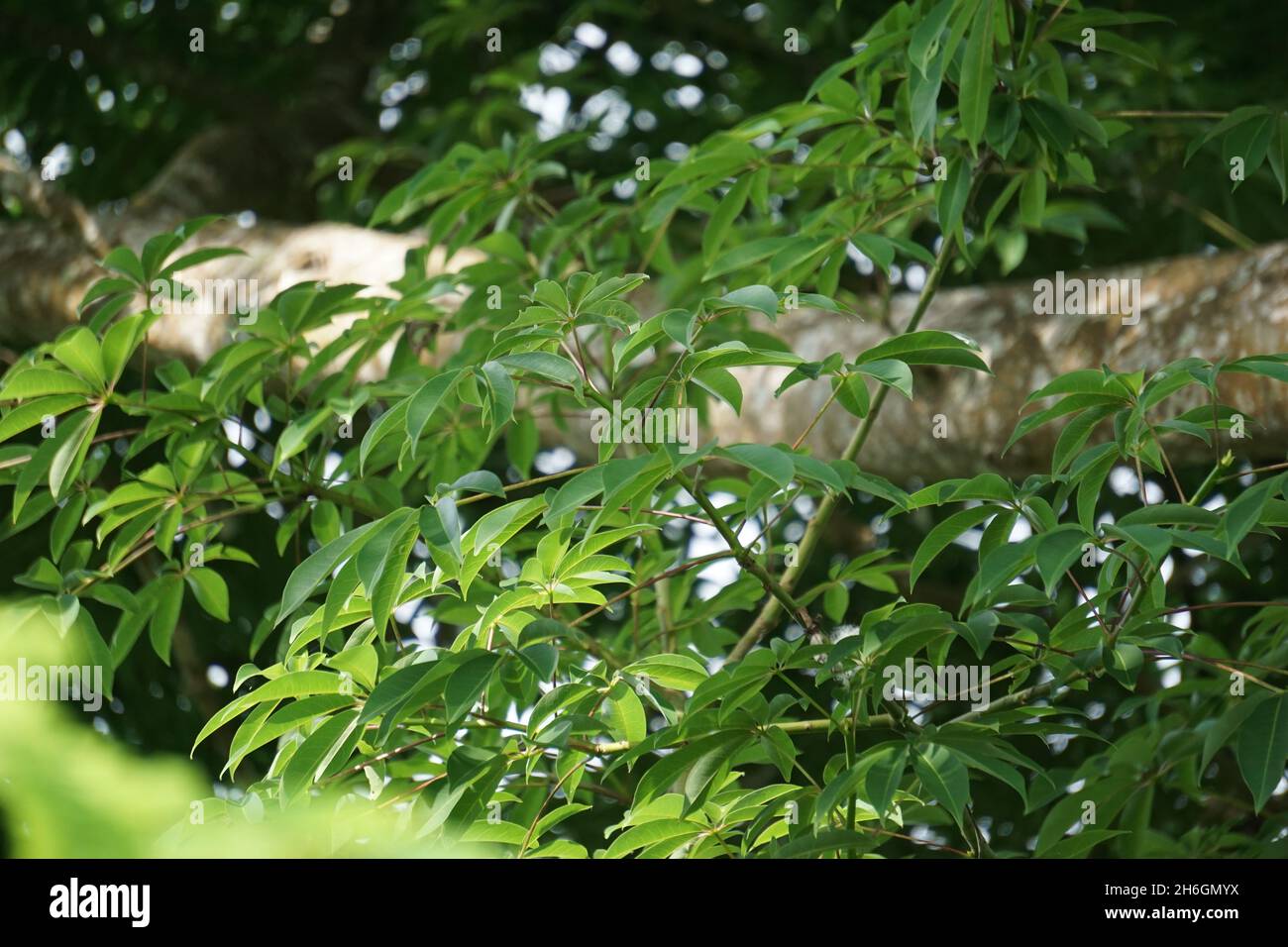 Ceiba pentandra (cotton, Java kapok, silk cotton, samauma) with a ...