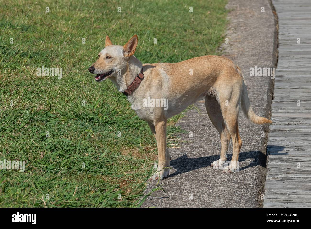 Portuguese hound dog standing in the park in summer in spain Stock ...
