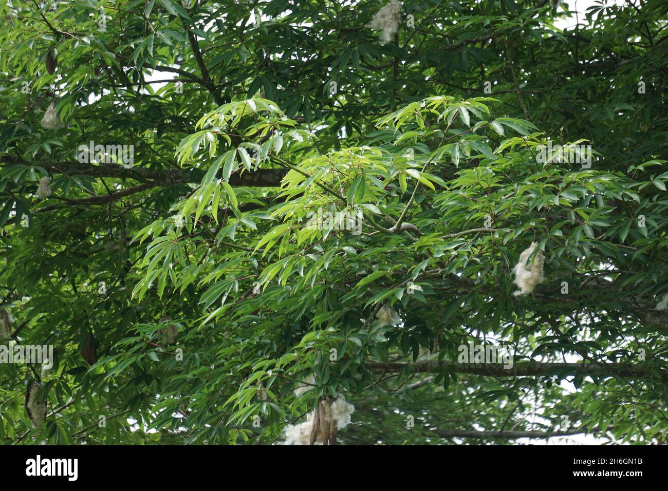 Samauma tree hi-res stock photography and images - Alamy