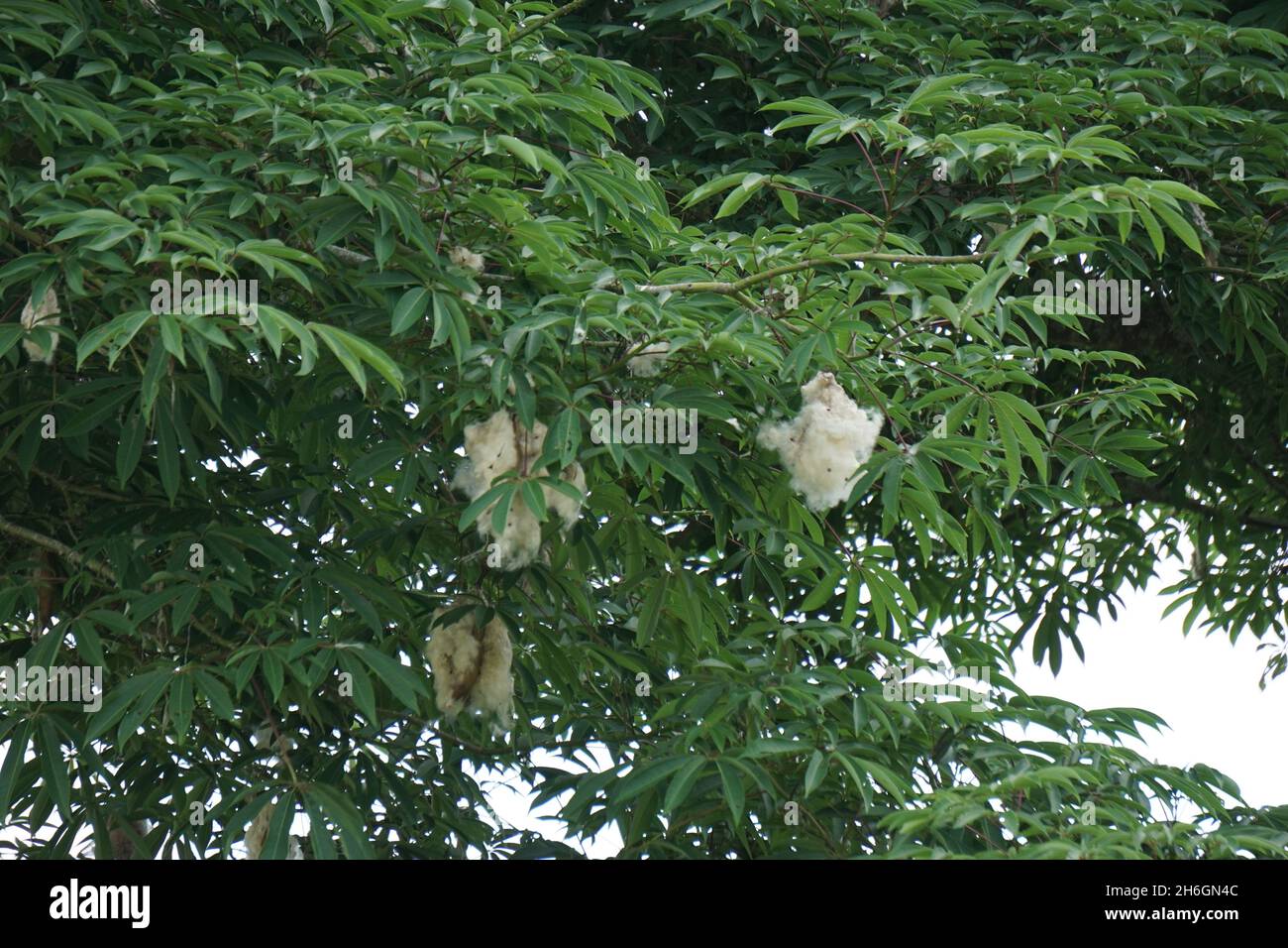 Ceiba pentandra (cotton, Java kapok, silk cotton, samauma) with a ...