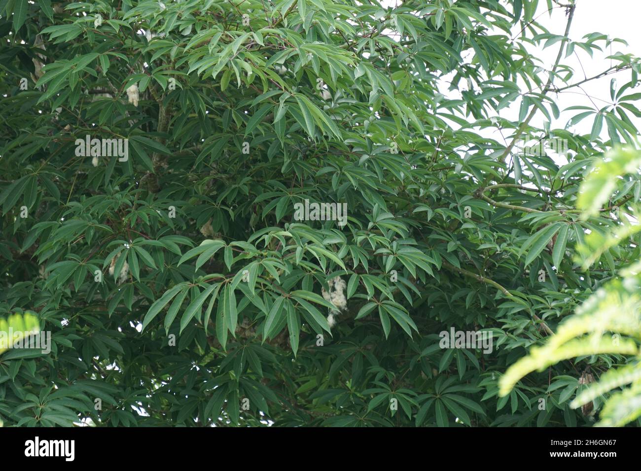 Ceiba pentandra (cotton, Java kapok, silk cotton, samauma) with a ...