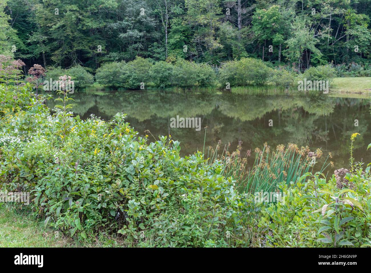 Landscape featuring a still pond, reflections of the surrounding trees ...