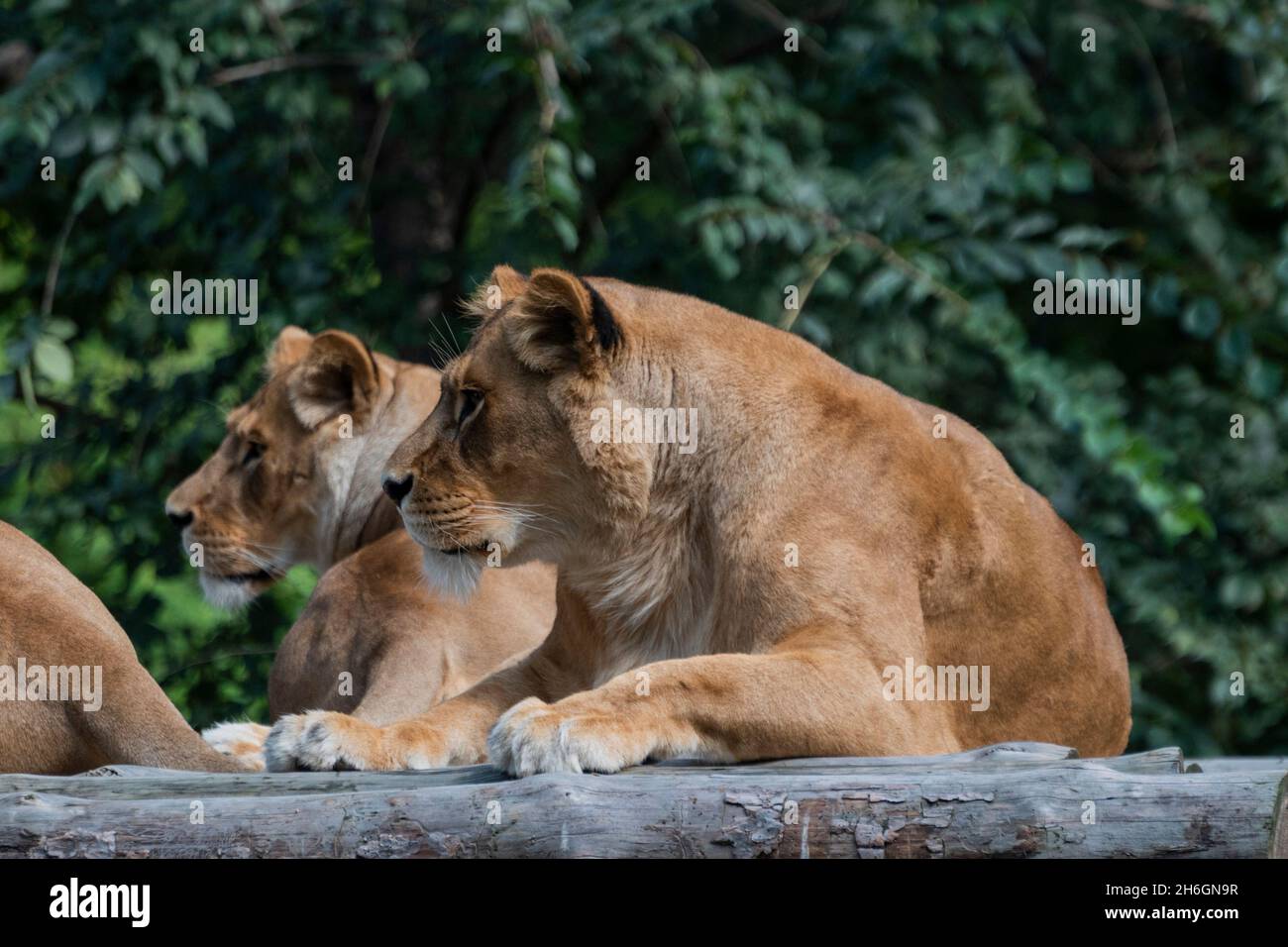 beautiful big lioness animal lies in nature Stock Photo - Alamy