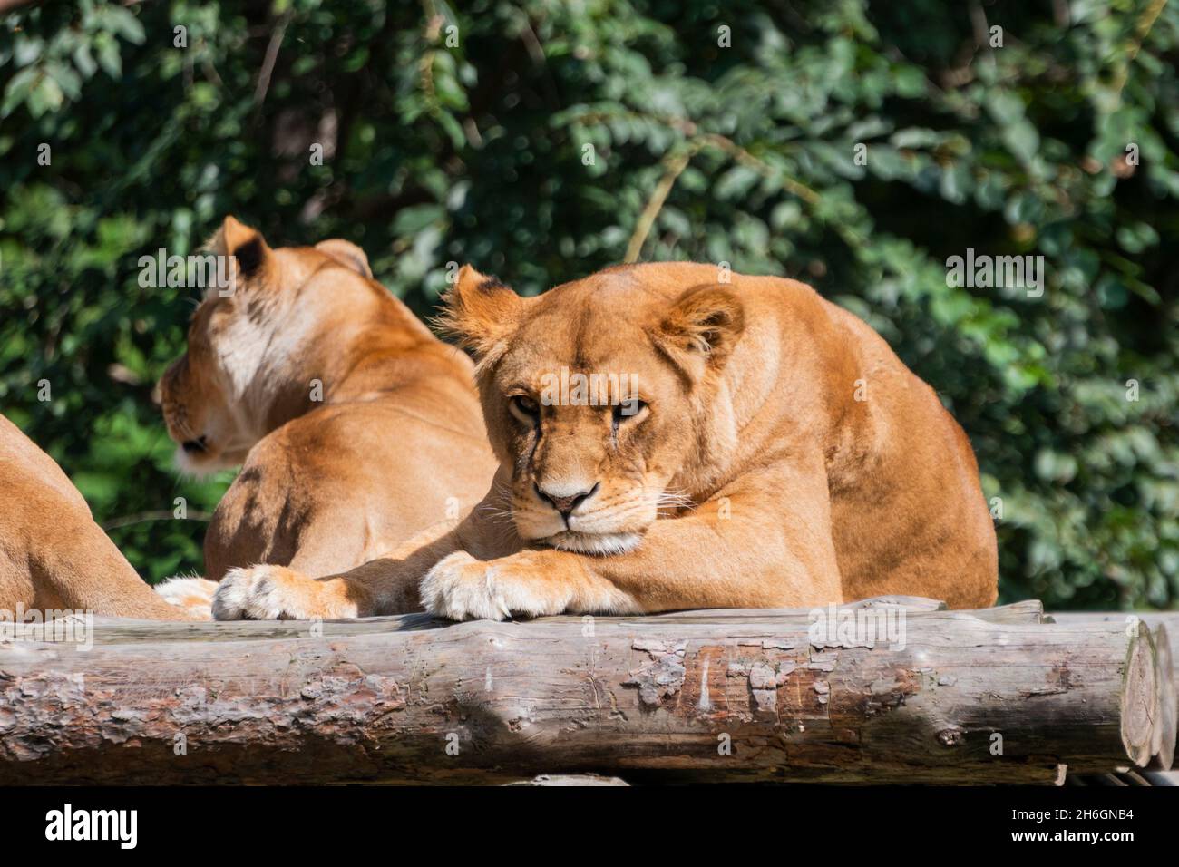 beautiful big lioness animal lies in nature Stock Photo - Alamy