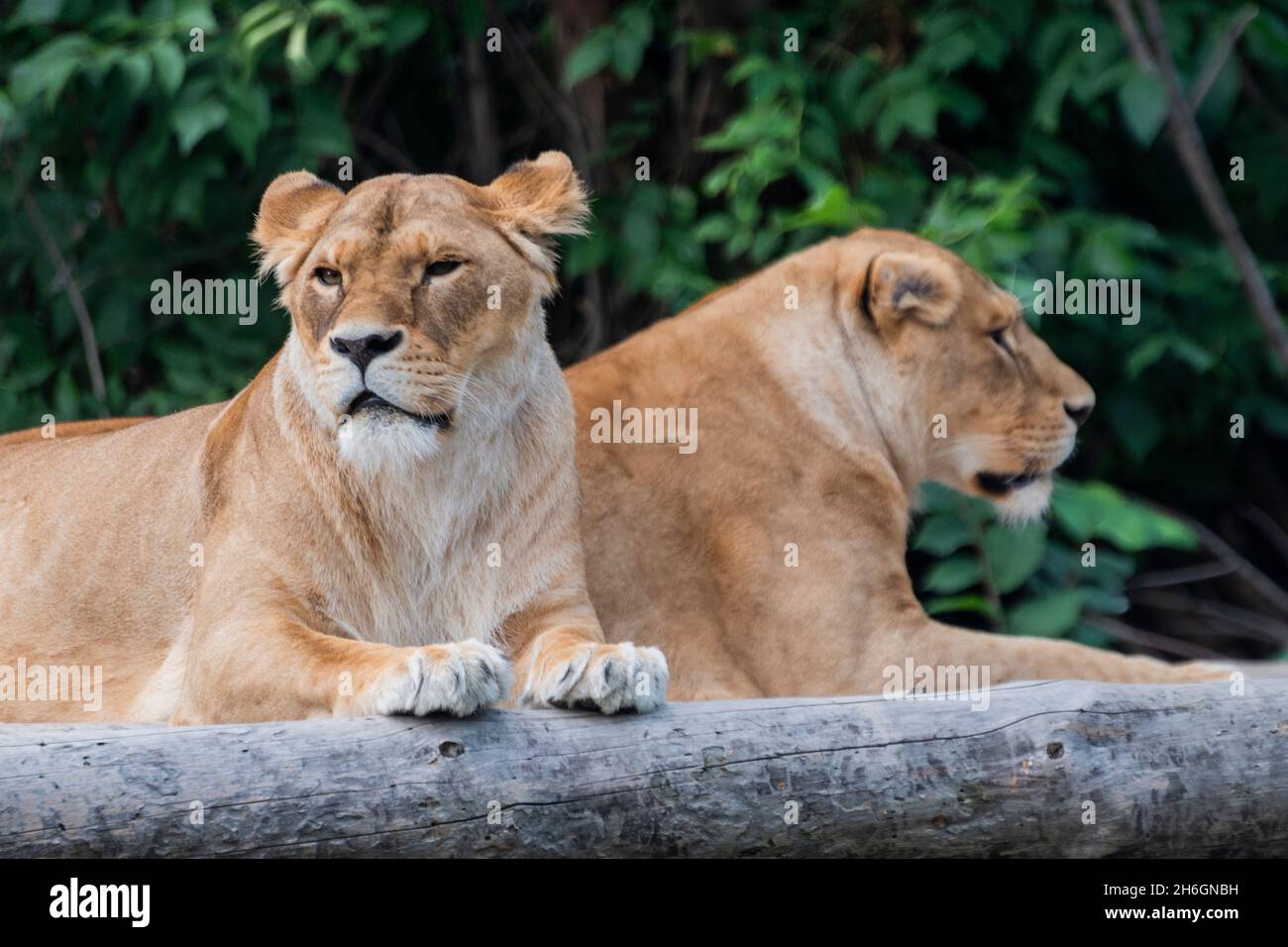 beautiful big lioness animal lies in nature Stock Photo - Alamy