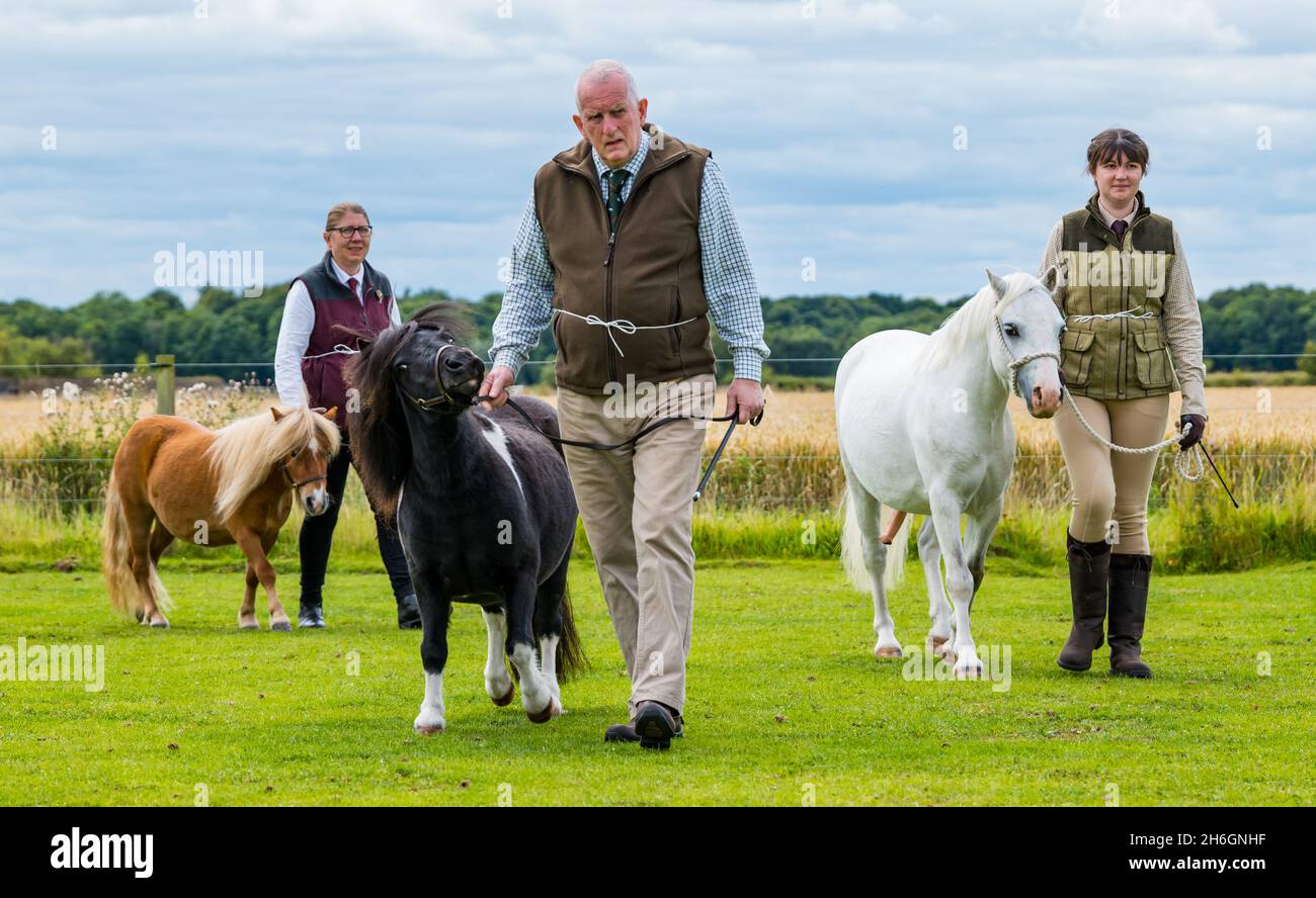 Summer horse show: competitors leading miniature Shetland ponies and ...