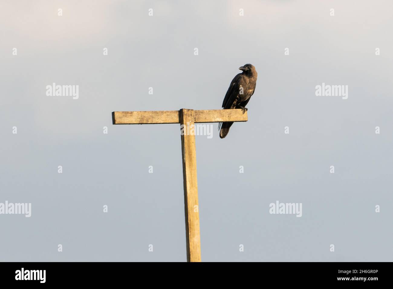 Low angle shot of a crow perched on a pole Stock Photo - Alamy