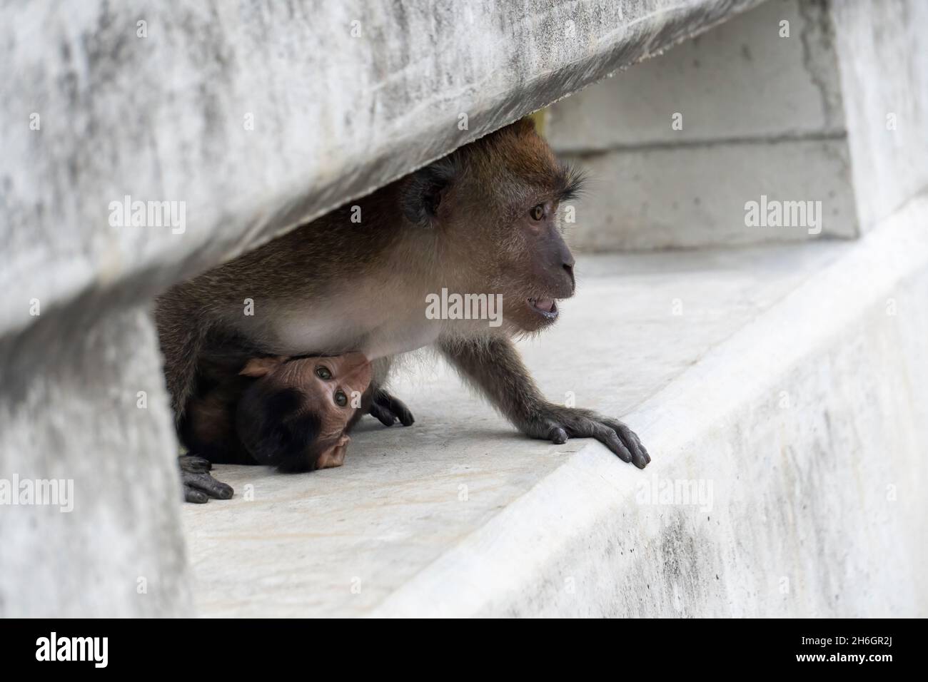 Long-tailed macaque monkey on a bridge Stock Photo - Alamy