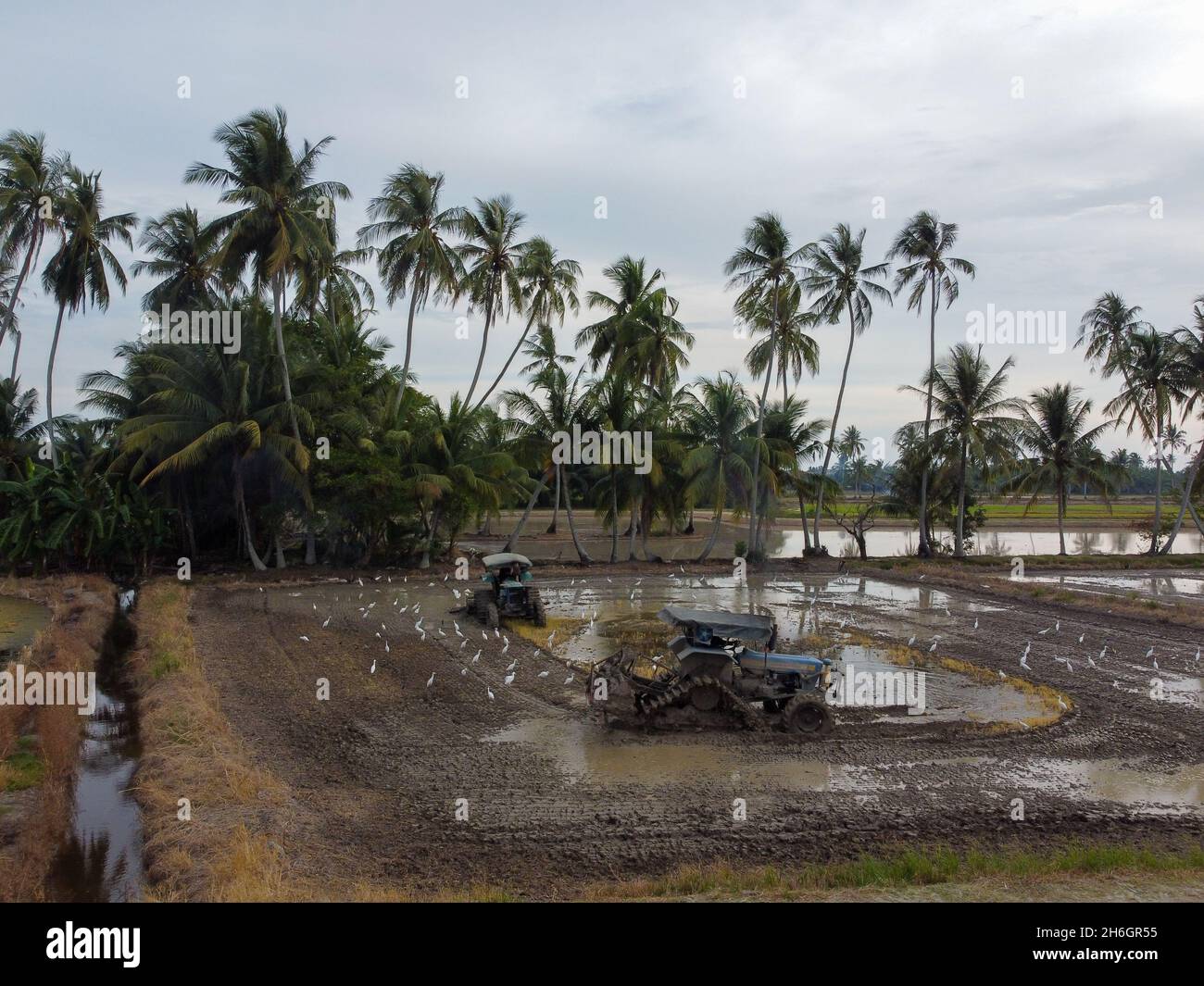 Tractors plowing paddy fields in Malaysia Stock Photo - Alamy