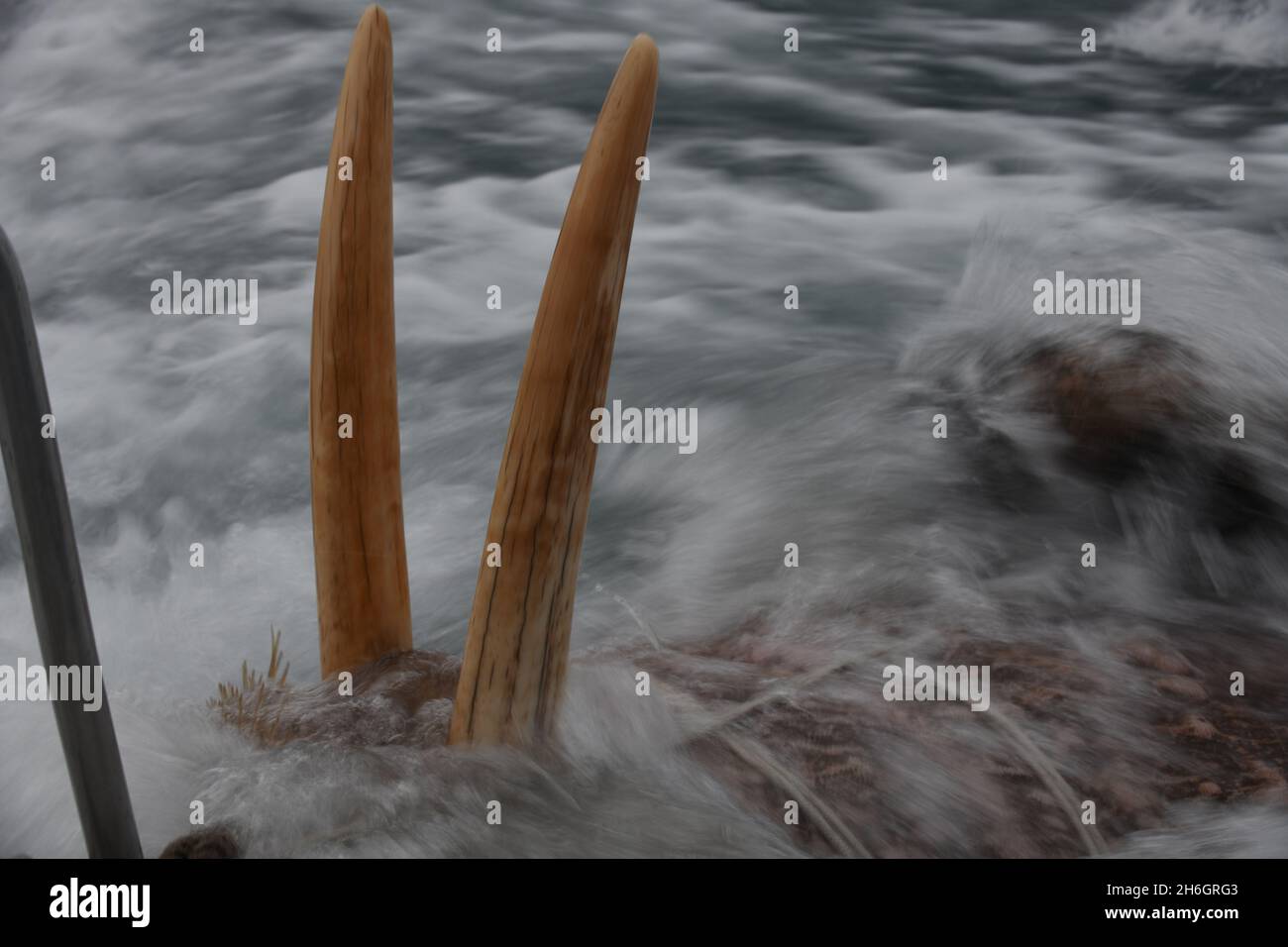 Russia, Chukotka Autonomous Okrug. Walrus hunting. Indigenous people of ...