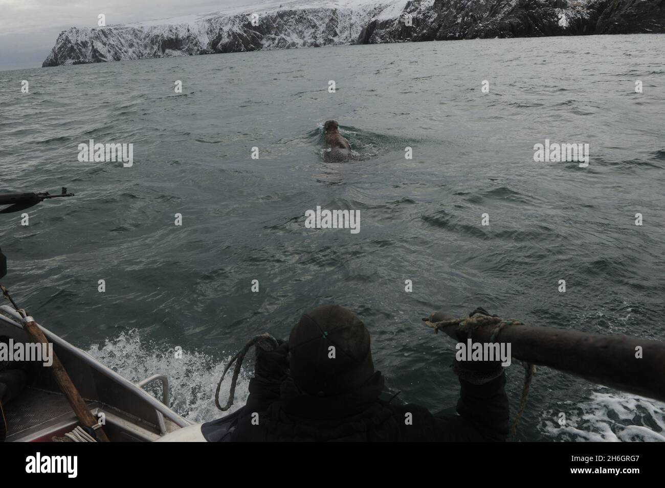 Russia, Chukotka Autonomous Okrug. Walrus hunting. Indigenous people of ...