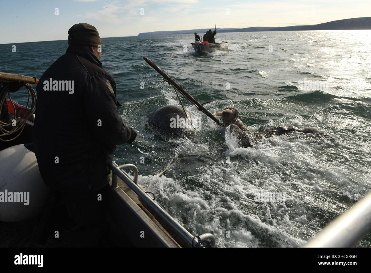 Russia, Chukotka Autonomous Okrug. Walrus hunting. Indigenous people of ...