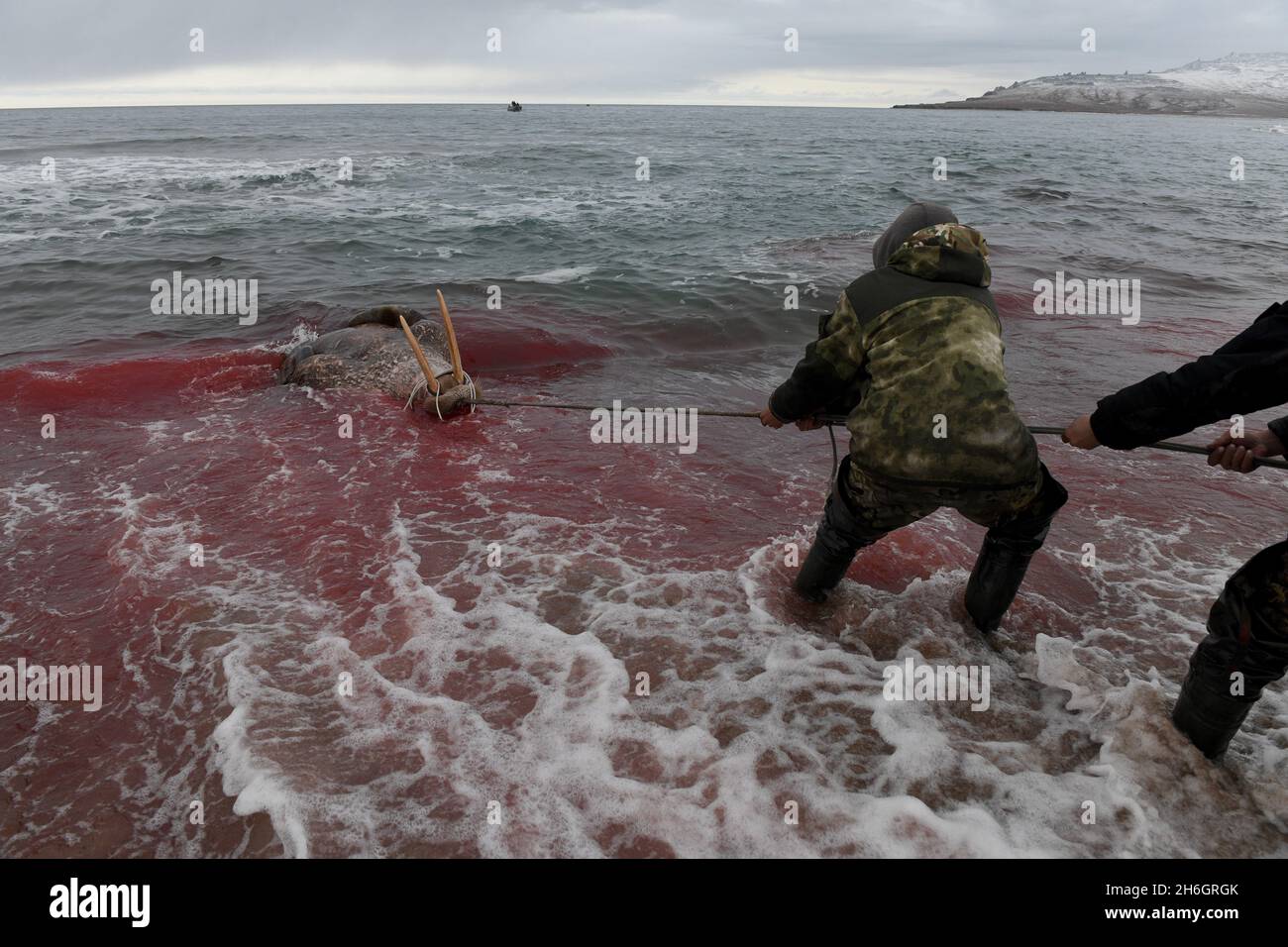 Russia, Chukotka Autonomous Okrug. Walrus hunting. Indigenous people of ...