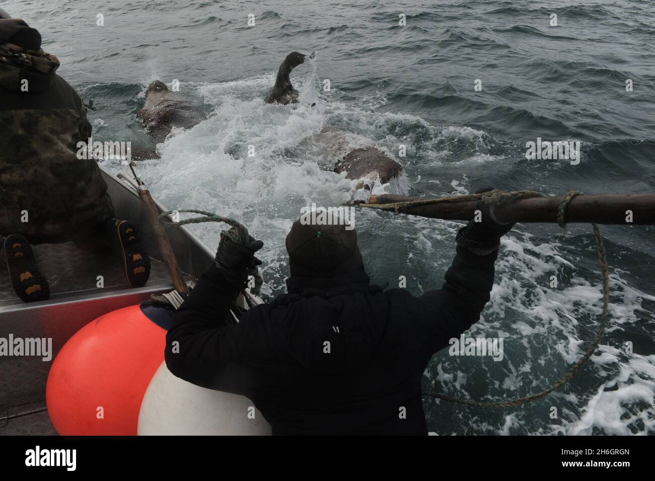 Russia, Chukotka Autonomous Okrug. Walrus hunting. Indigenous people of ...