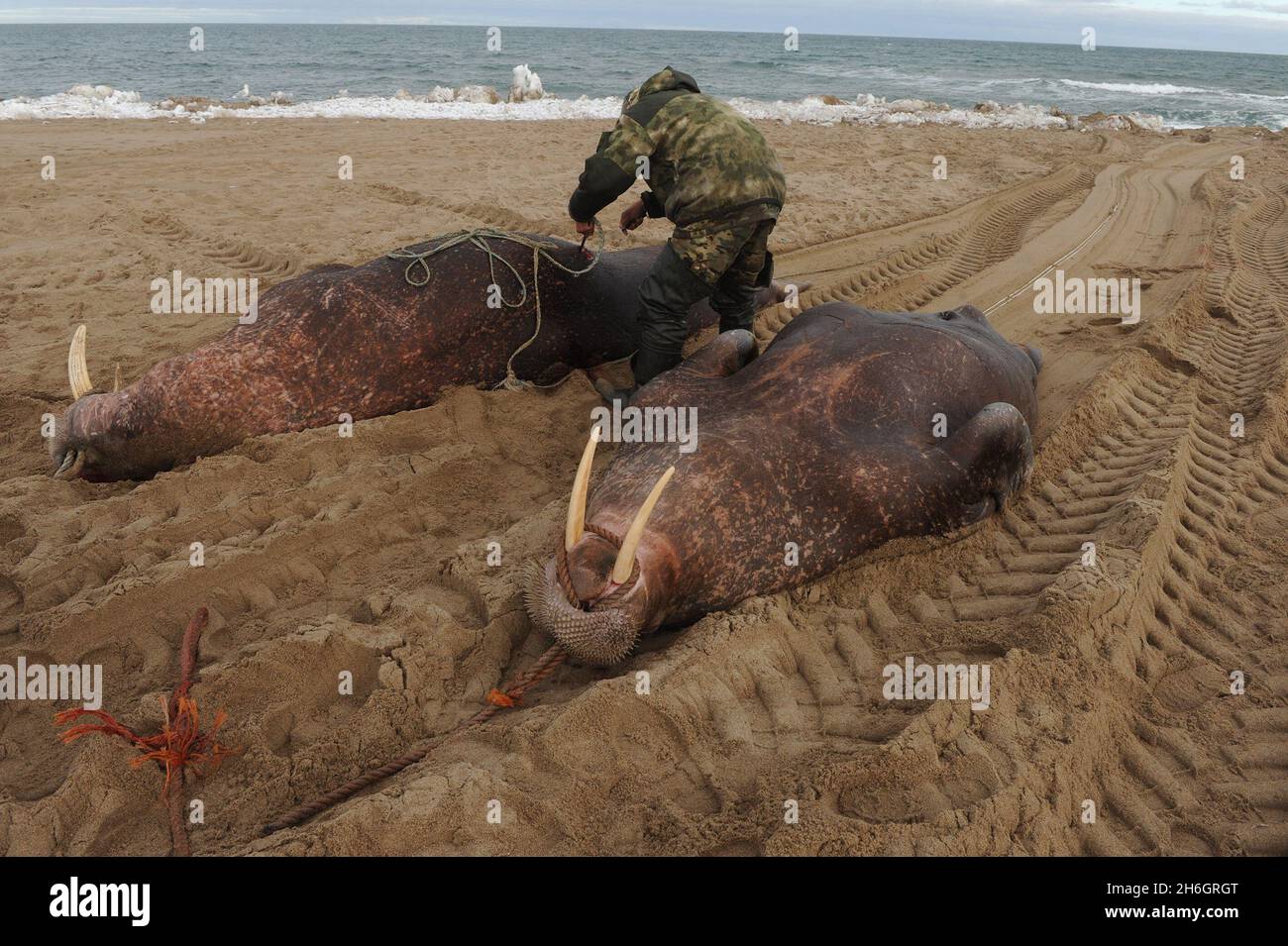 Chukchi sea hunt hi-res stock photography and images - Alamy