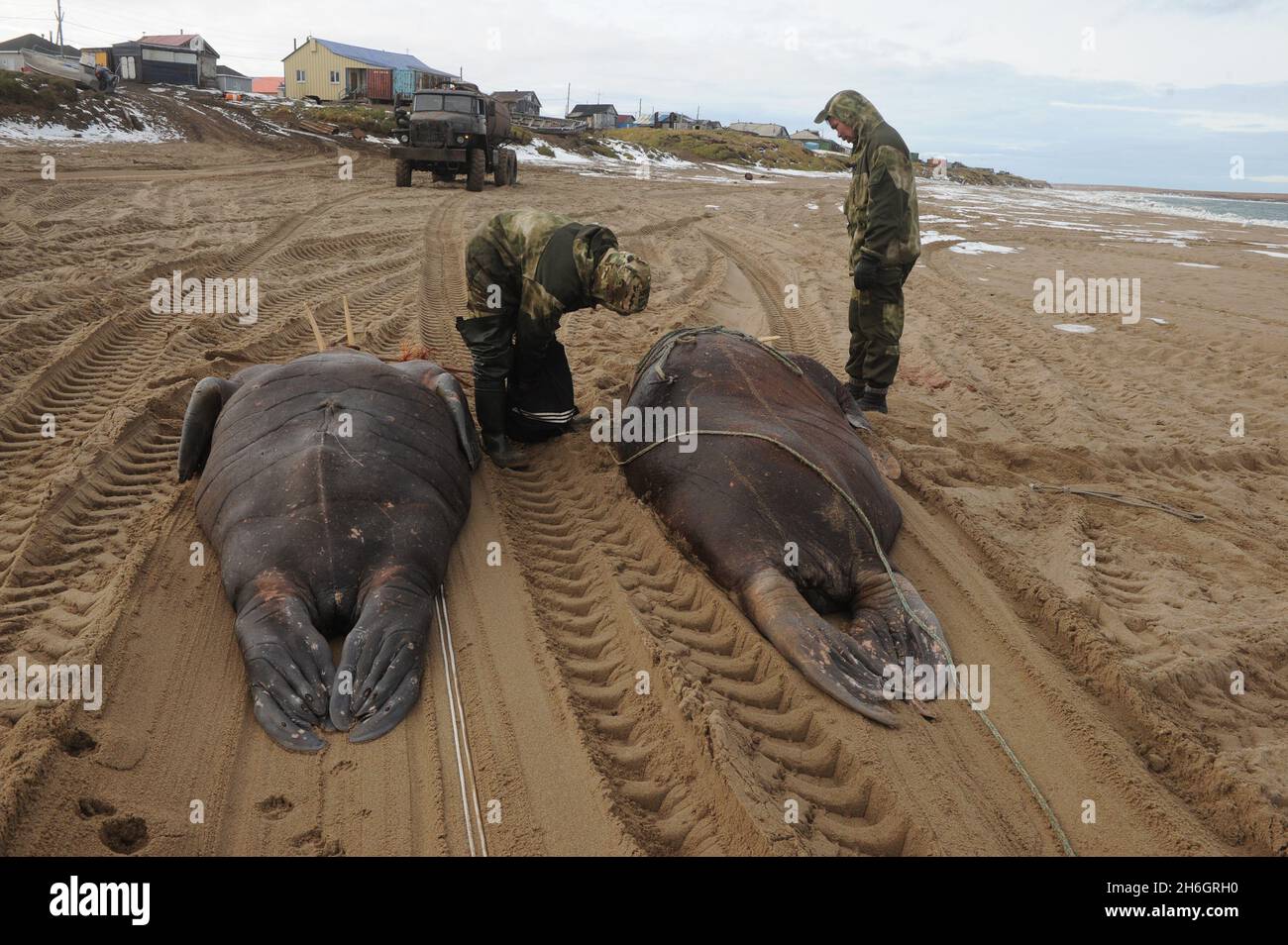 Russia, Chukotka Autonomous Okrug. Walrus hunting. Indigenous people of ...