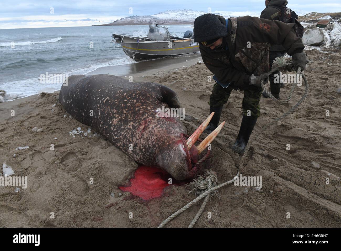 Russia, Chukotka Autonomous Okrug. Walrus hunting. Indigenous people of ...