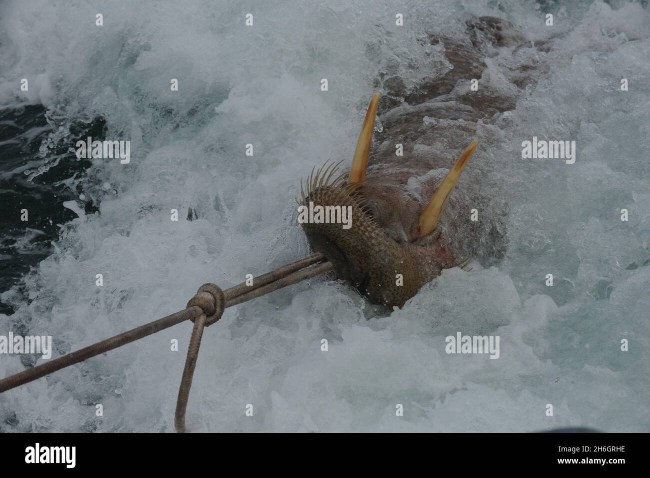 Russia, Chukotka Autonomous Okrug. Walrus hunting. Indigenous people of ...