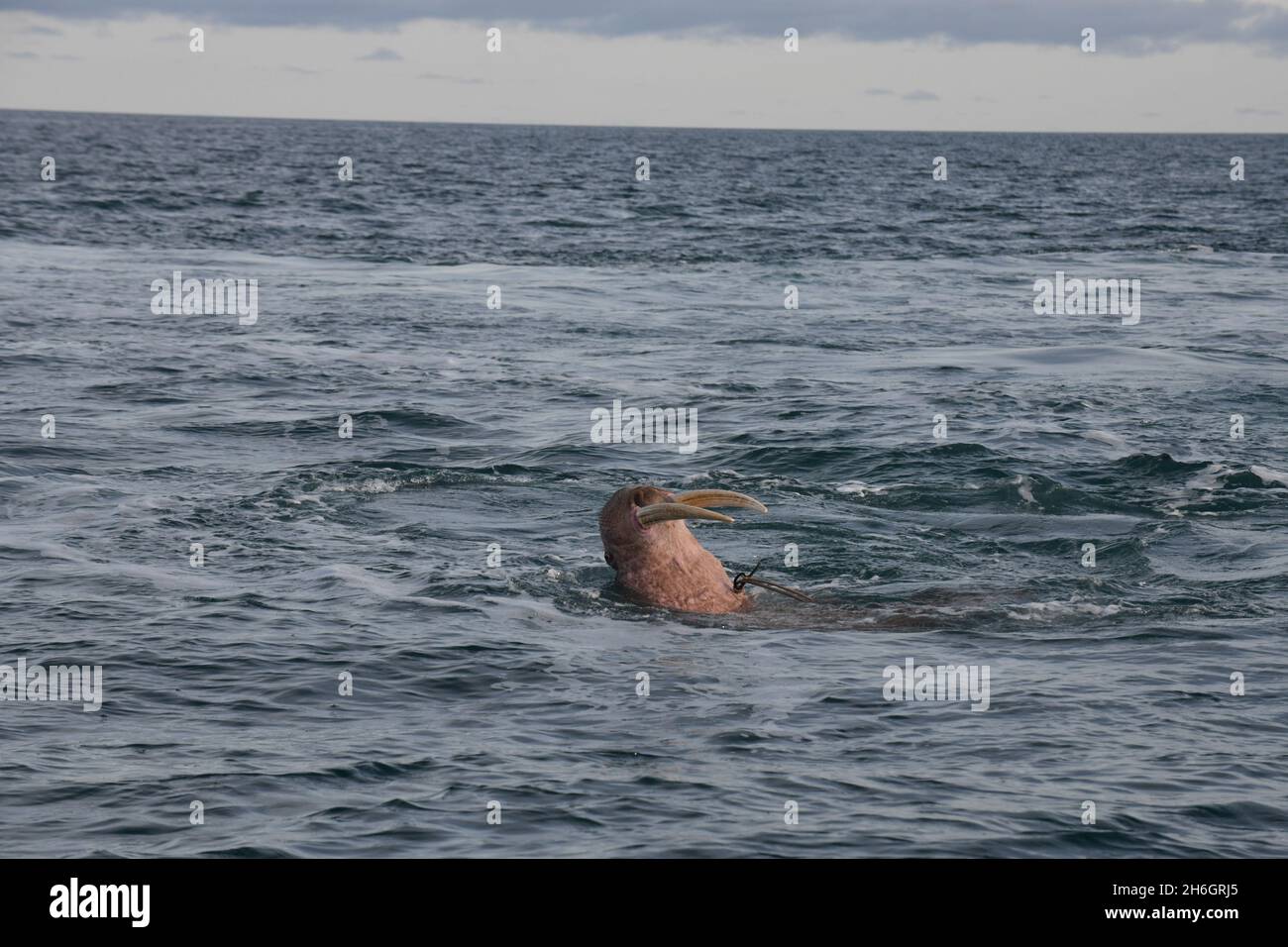 Russia, Chukotka Autonomous Okrug. Walrus hunting. Indigenous people of ...