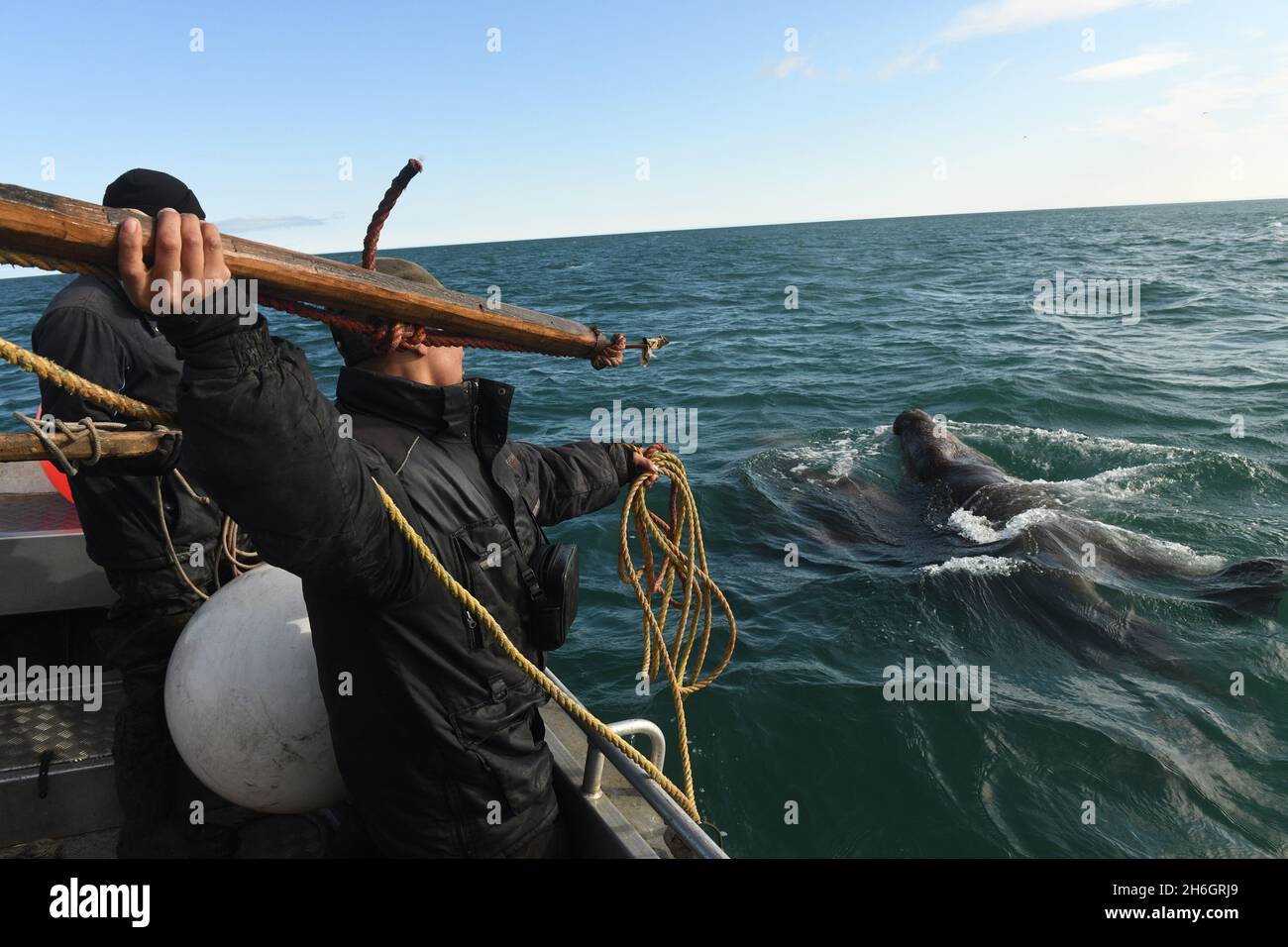 Russia, Chukotka Autonomous Okrug. Walrus hunting. Indigenous people of ...