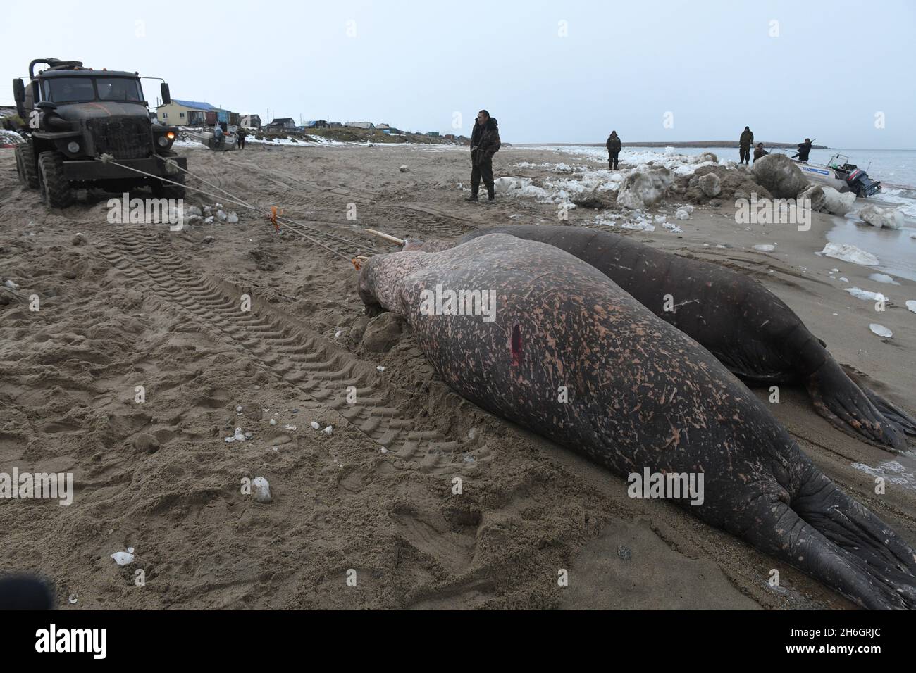 Russia, Chukotka Autonomous Okrug. Walrus hunting. Indigenous people of ...
