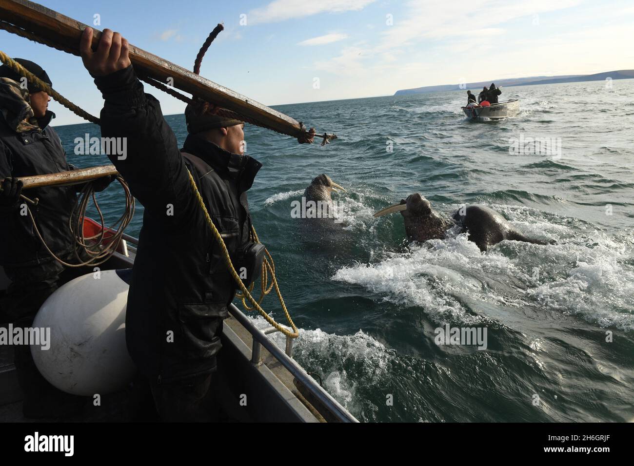 Russia, Chukotka Autonomous Okrug. Walrus hunting. Indigenous people of ...