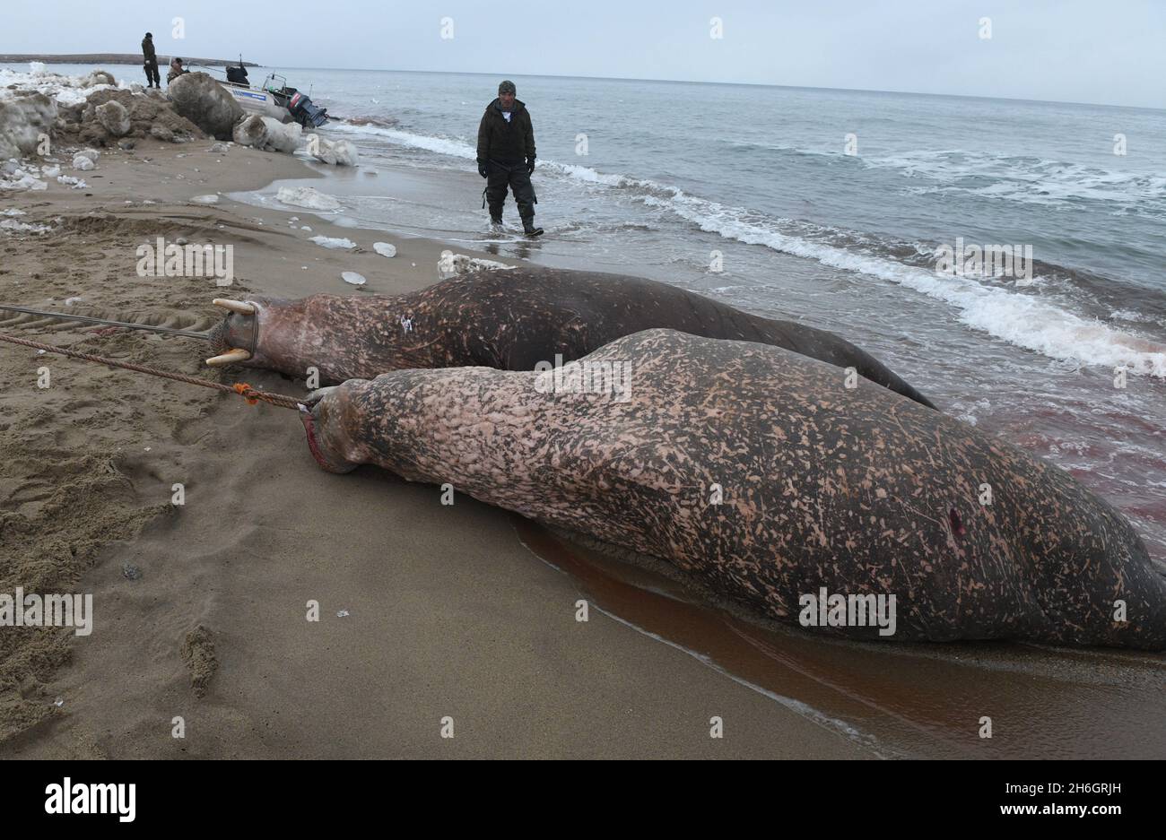 Russia, Chukotka Autonomous Okrug. Walrus hunting. Indigenous people of ...