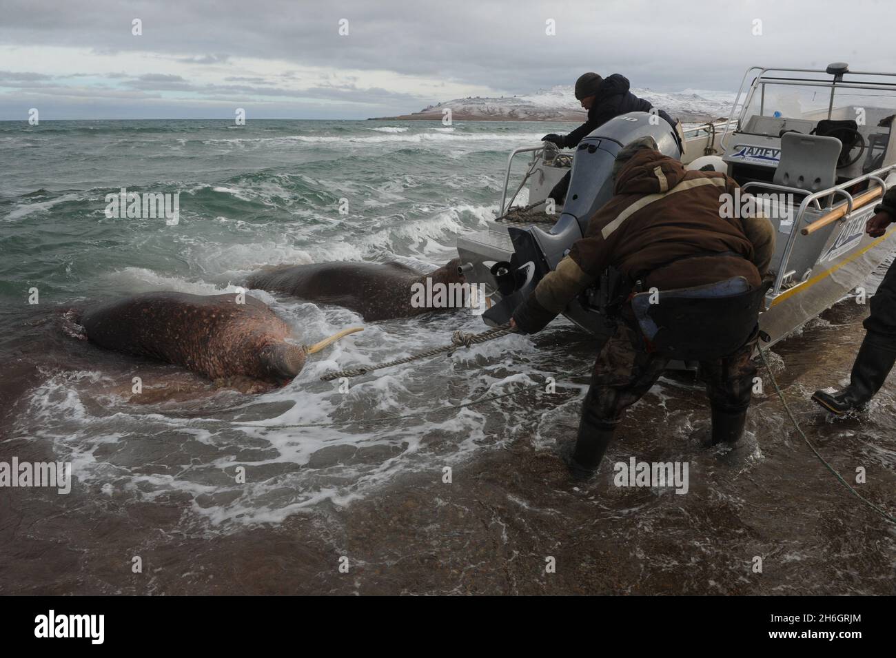 Russia, Chukotka Autonomous Okrug. Walrus hunting. Indigenous people of ...