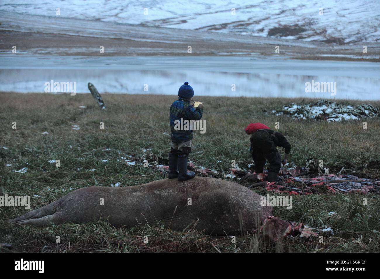 Russia, Chukotka Autonomous Okrug. Walrus hunting. Indigenous people of ...