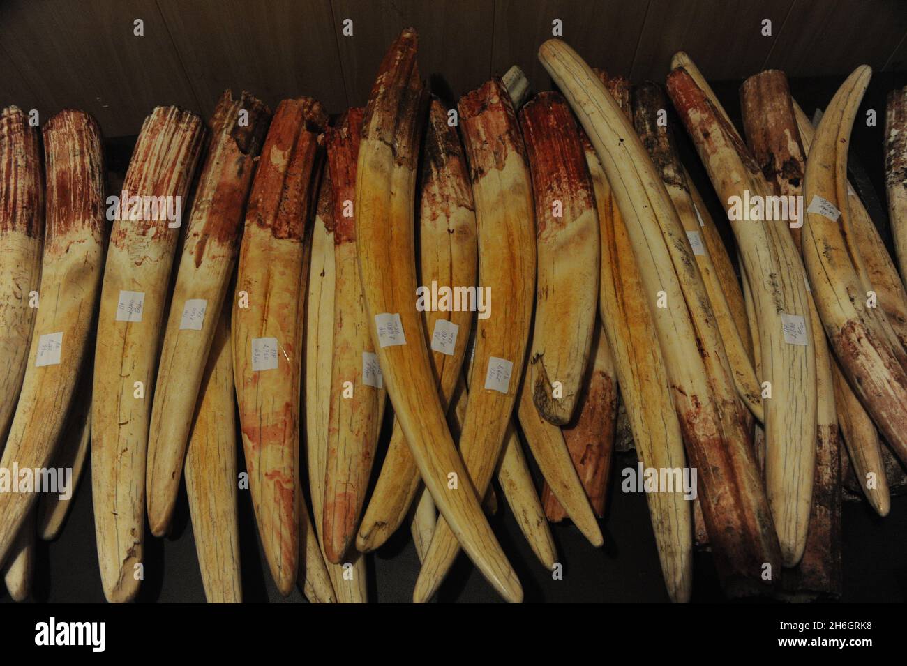 Russia, Chukotka Autonomous Okrug. Walrus hunting. Indigenous people of ...