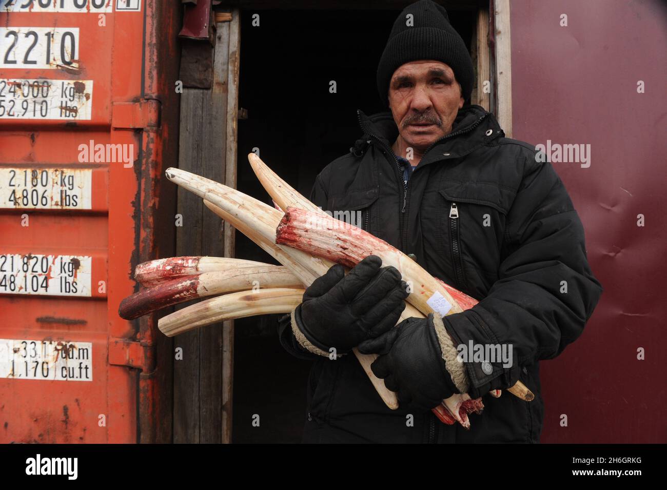 Russia, Chukotka Autonomous Okrug. Walrus hunting. Indigenous people of ...
