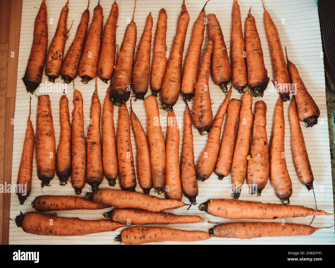 Rows of orange hi-res stock photography and images - Alamy