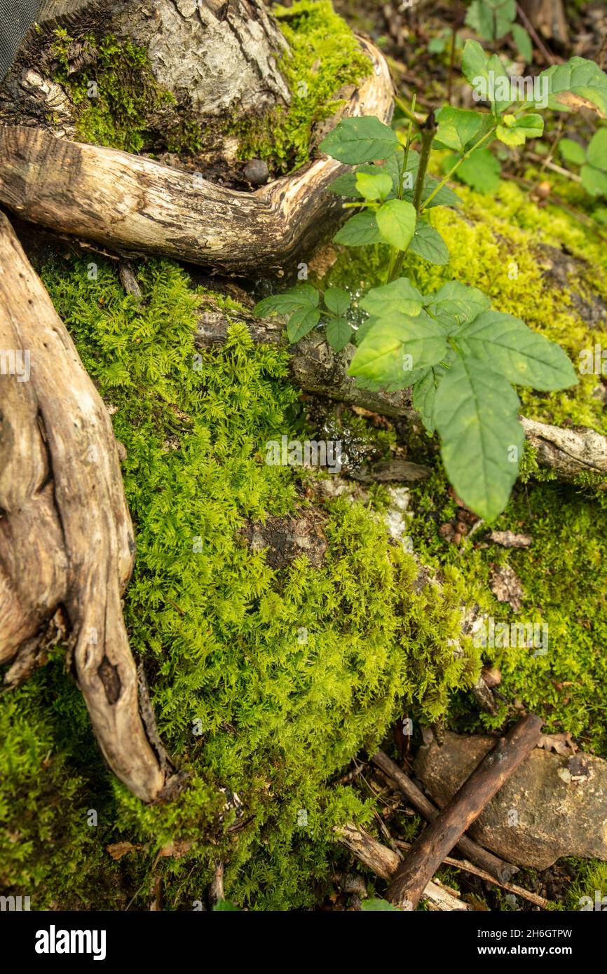 Intimate close-up natural woodland landscape of moss, spiders web and ...
