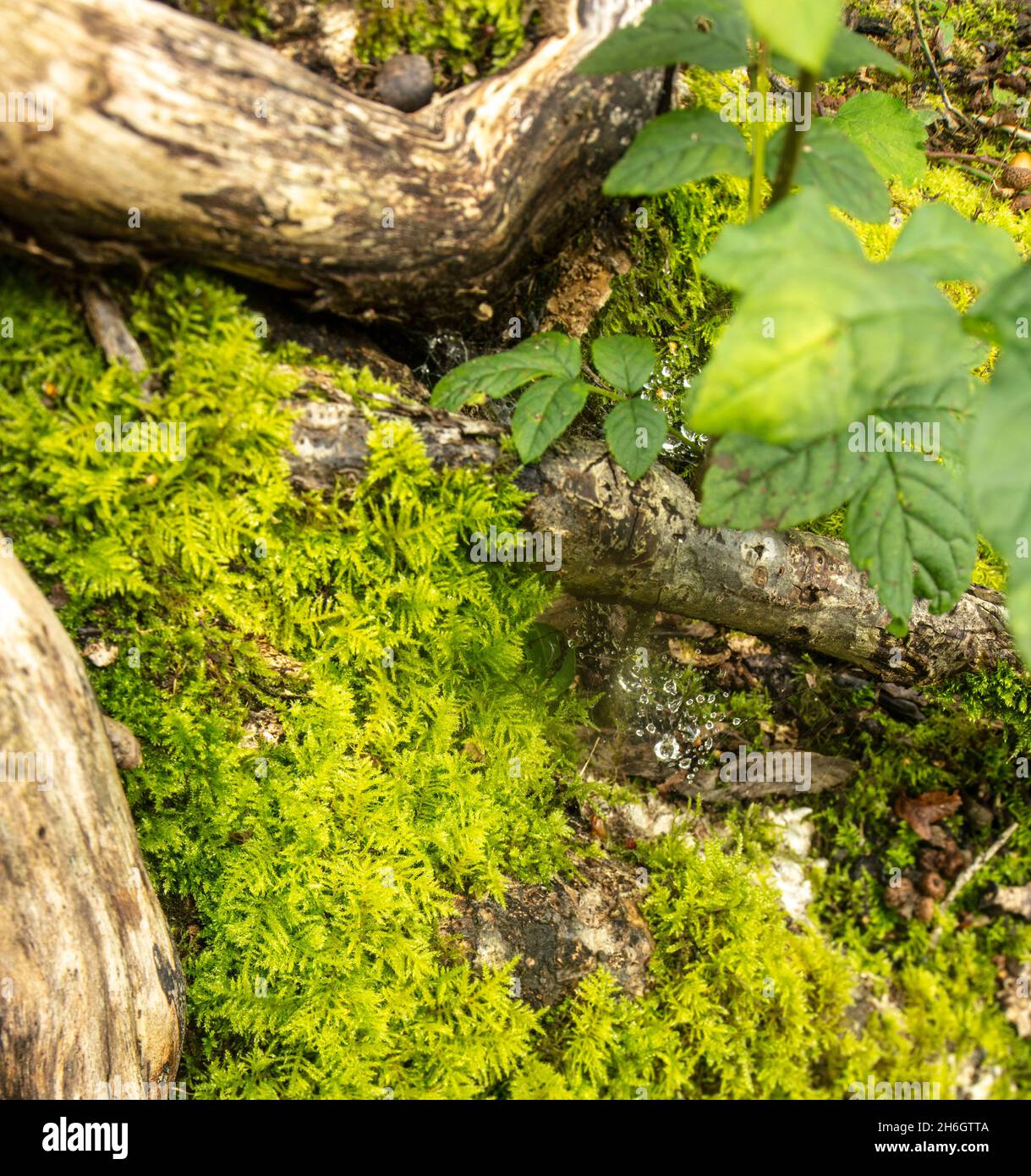 Intimate close-up natural woodland landscape of moss, spiders web and ...