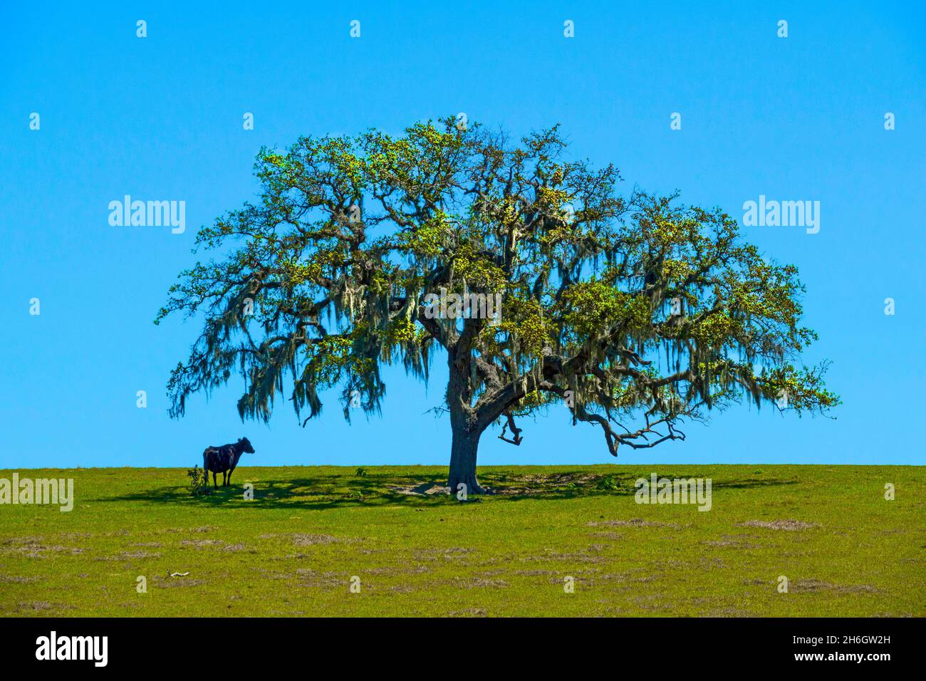 Shade tree hi-res stock photography and images - Alamy
