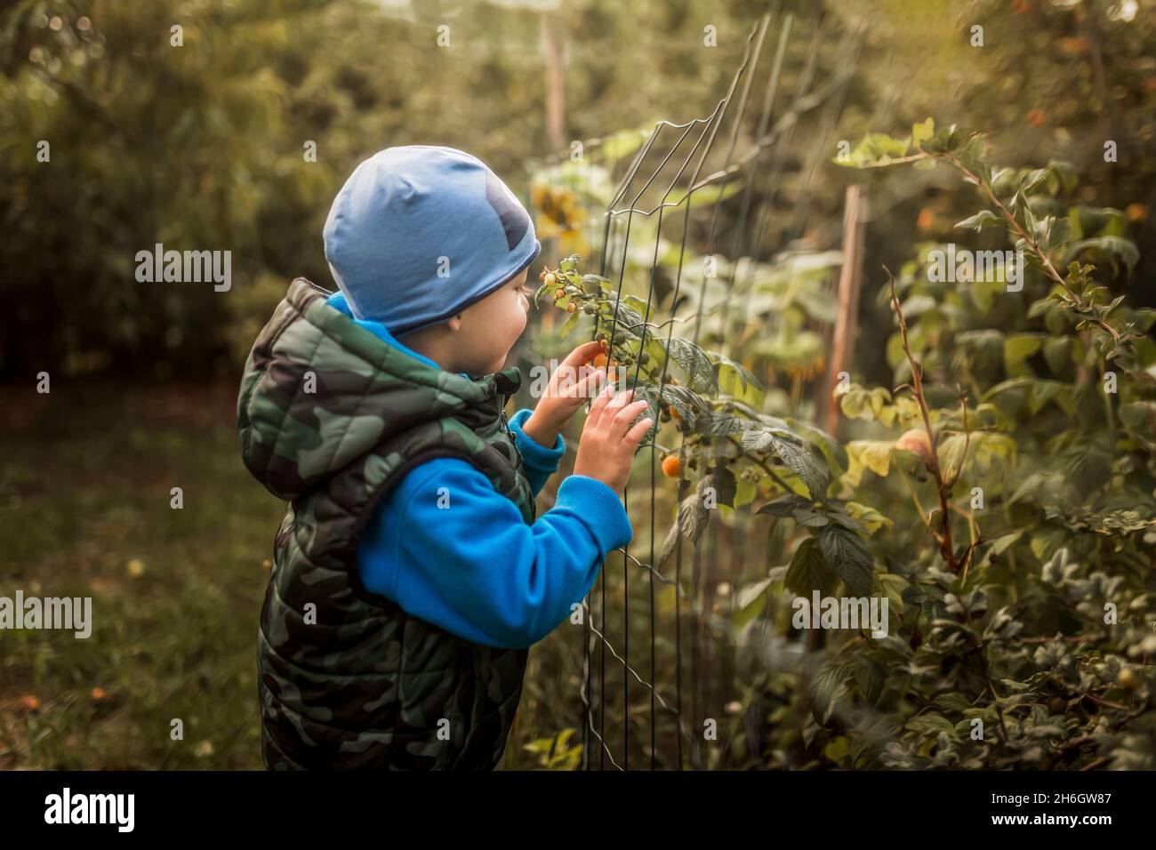 Small child boy picking up yellow raspberries in garden through net ...