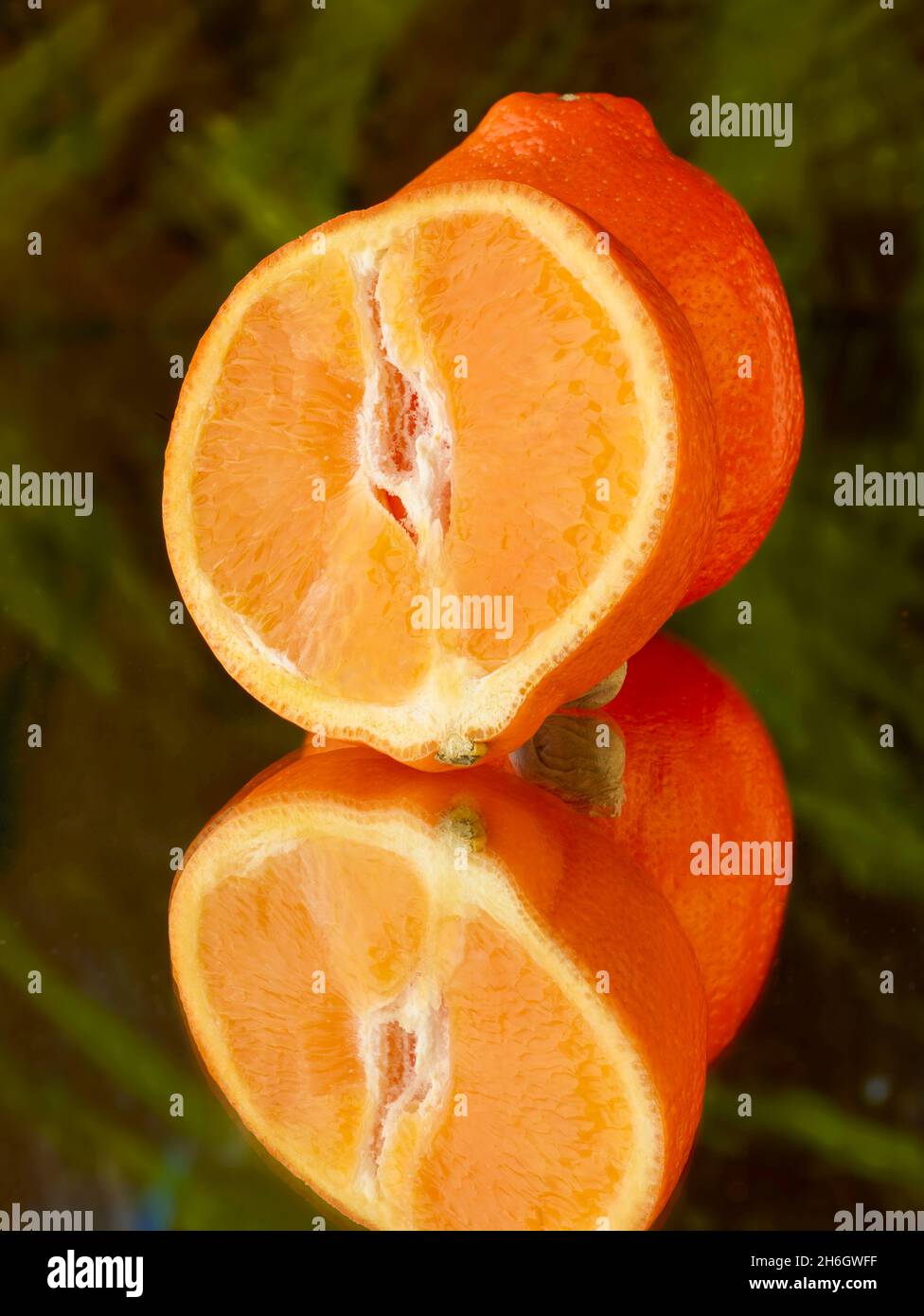 Super juicy Tangelo (Mineola Fruit) food still-life representation ...