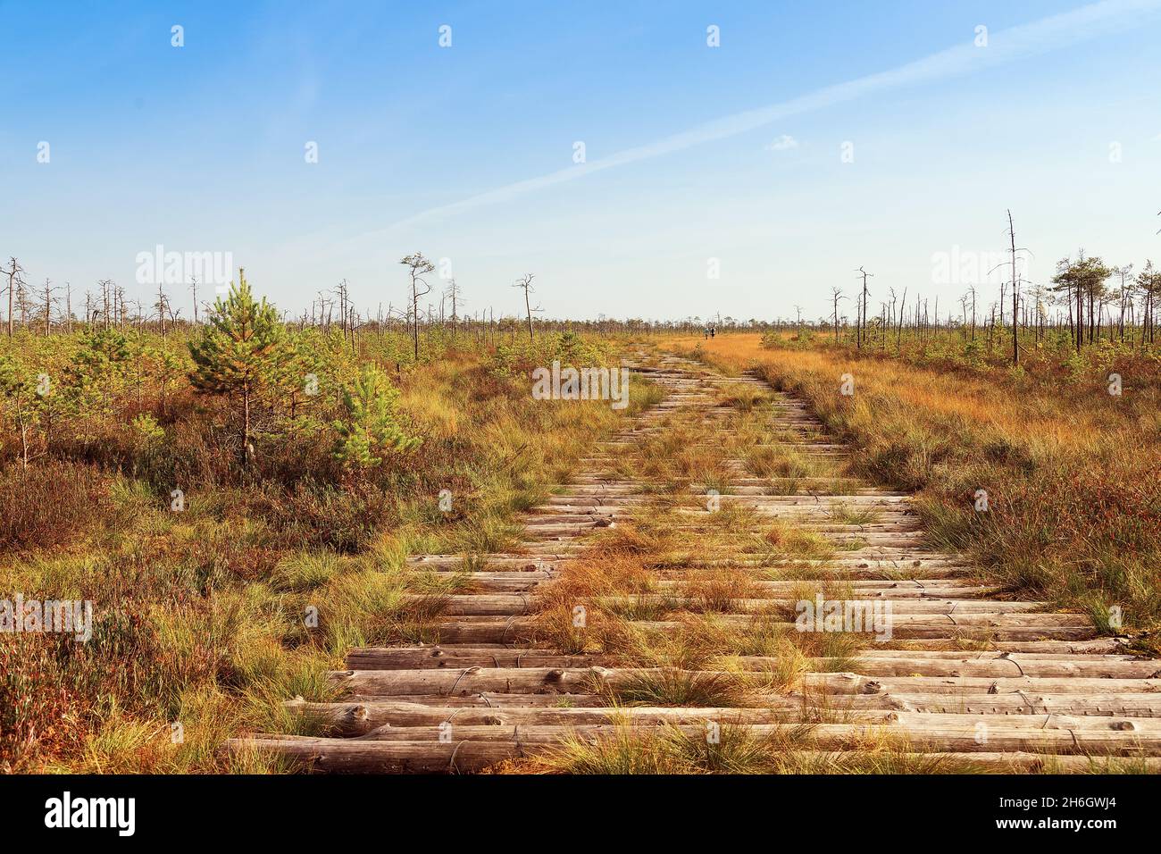The tree trunk road runs through the swamp Stock Photo - Alamy