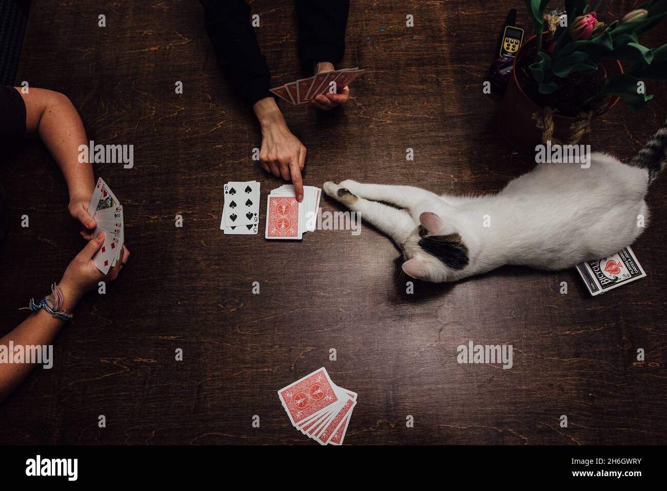 Cat playing cards hi-res stock photography and images - Alamy