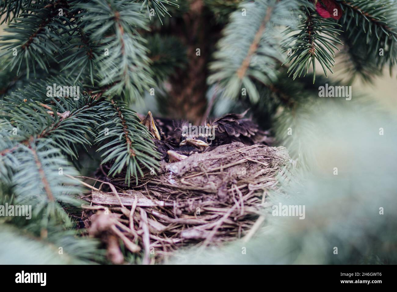 Young hatchlings in their nest in a sprice tree Stock Photo - Alamy