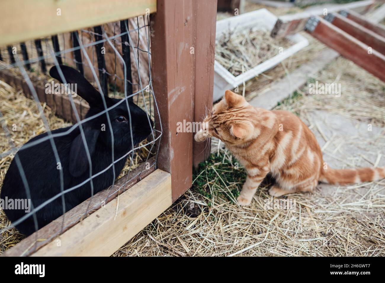 Orange cat trying to play with bunny inside cage Stock Photo - Alamy
