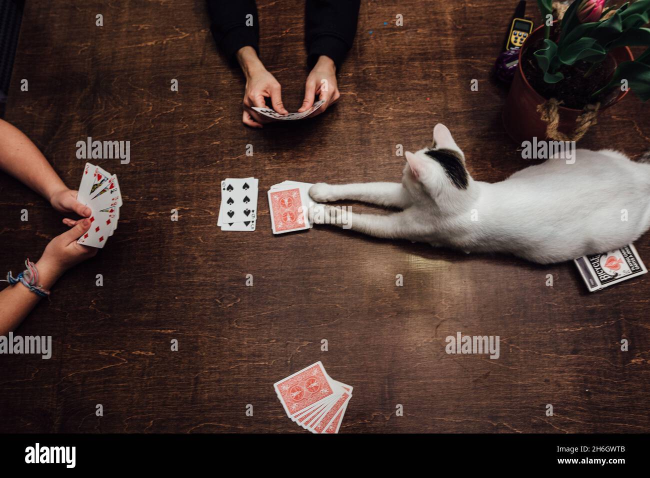 Cat playing cards with girls Stock Photo - Alamy