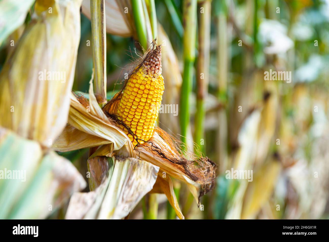 Maize ear dried hi-res stock photography and images - Alamy